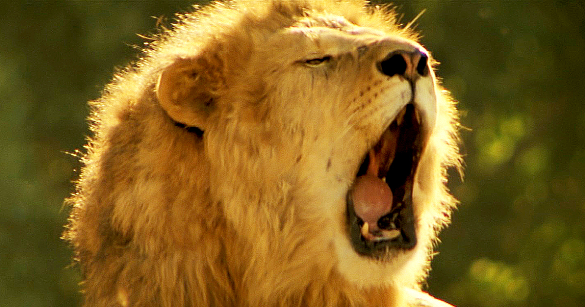 Quia - The dinosaur museum