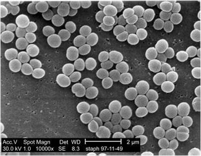 Quia - Bacteria and Viruses