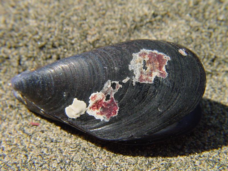 Quia - MOL·LUSCS: GASTERÒPODES I BIVALVES