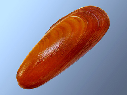 Quia - Invertebrats: els mol.luscs