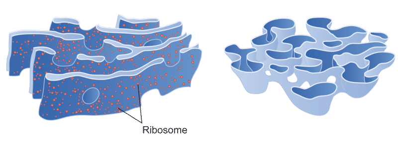Quia - Into the Cell