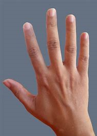 Quia - El CUerpo Part u