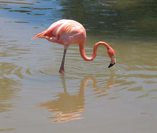 Quia - animal descriptors