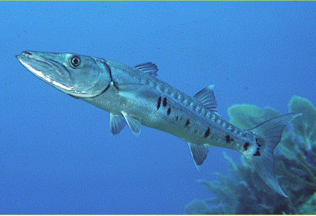 Quia - Fish Identification