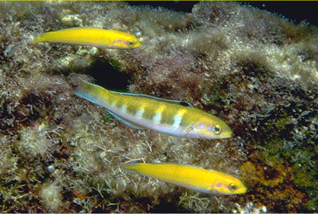 Quia - Fish Identification