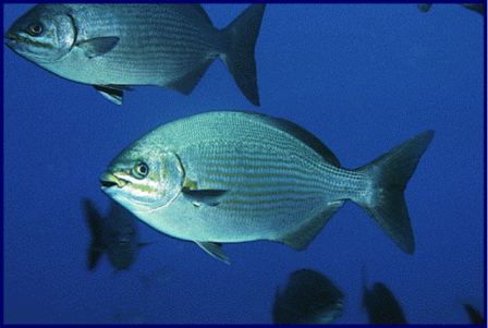 Quia - Fish Identification EKO 3