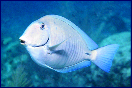 Quia - Fish Identification EKO 3