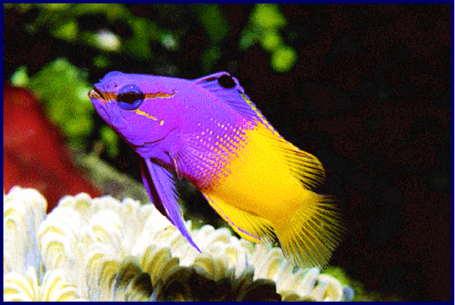 Quia - Fish Identification