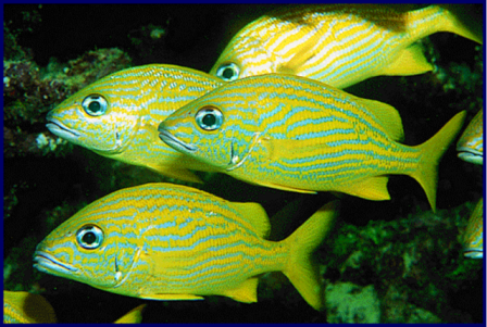 Quia - Fish Identification EKO 3