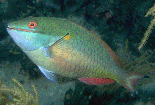 Quia - Fish Identification