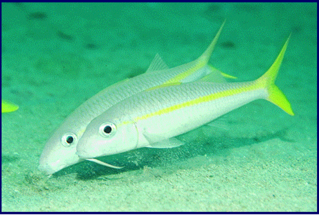 Quia - Fish Identification EKO 3