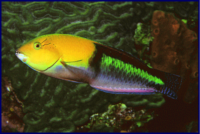 Quia - Fish Identification EKO 3