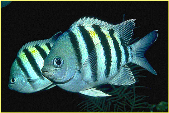 Quia - Fish Identification EKO 3