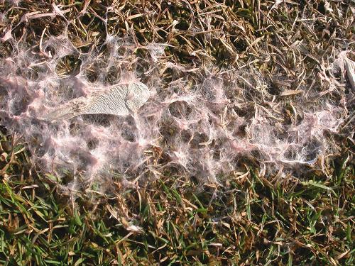 Quia - Fungi: terms and images