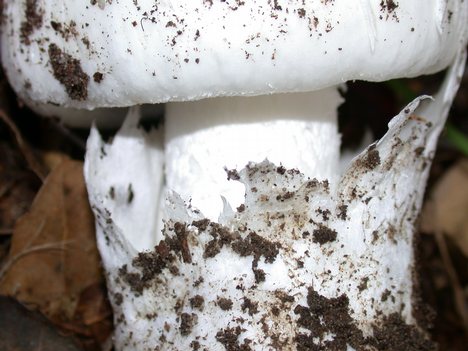 Quia - Fungi: terms and images