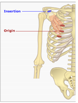 The Origin Insertion And Action Of Pectoralis Minor Anatomy Youtube