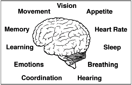 The Brain: Understanding Neurobiology Through the Study of Addiction