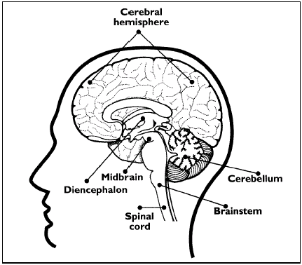 The Brain: Understanding Neurobiology Through the Study of Addiction