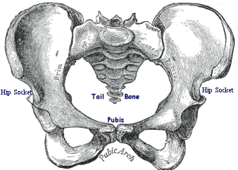 Quia - Fetal Surveillance