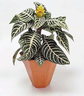 Quia - House Plants 12