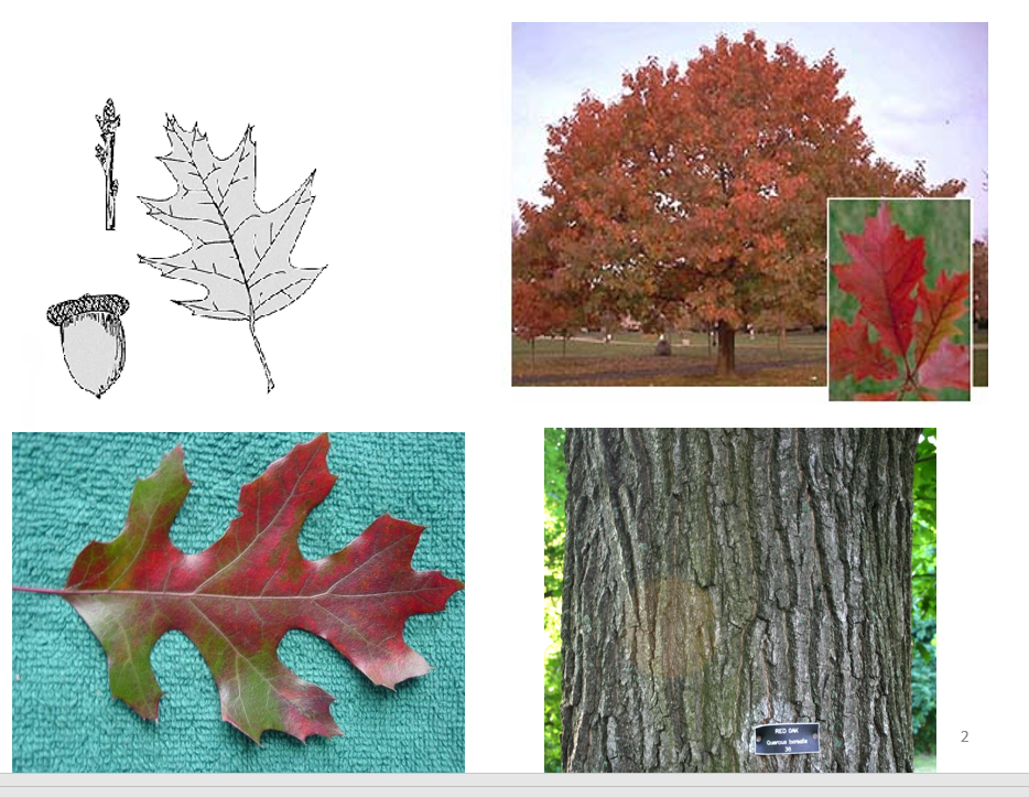 Quia - 20 trees forestry