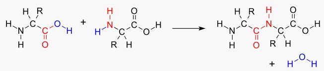 Quia - Fødevarekemi N3