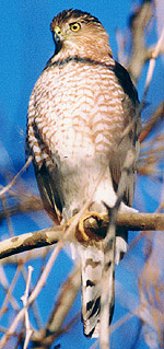 Quia - Birds of Prey: Hawks