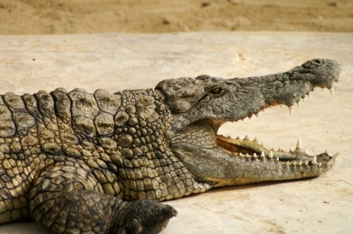 Quia - Animals and pets