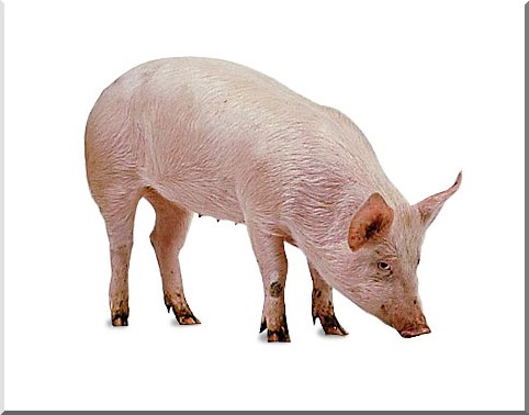 Quia - Animals and pets