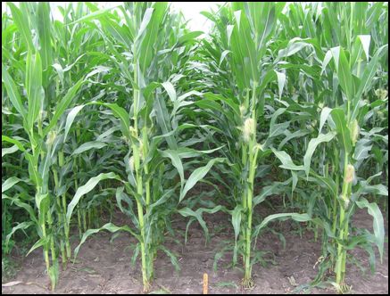 Quia - Ag 2 State Agronomy Plant ID Practice