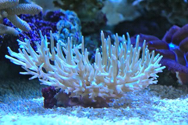 Quia - Match Endangered Coral Species!