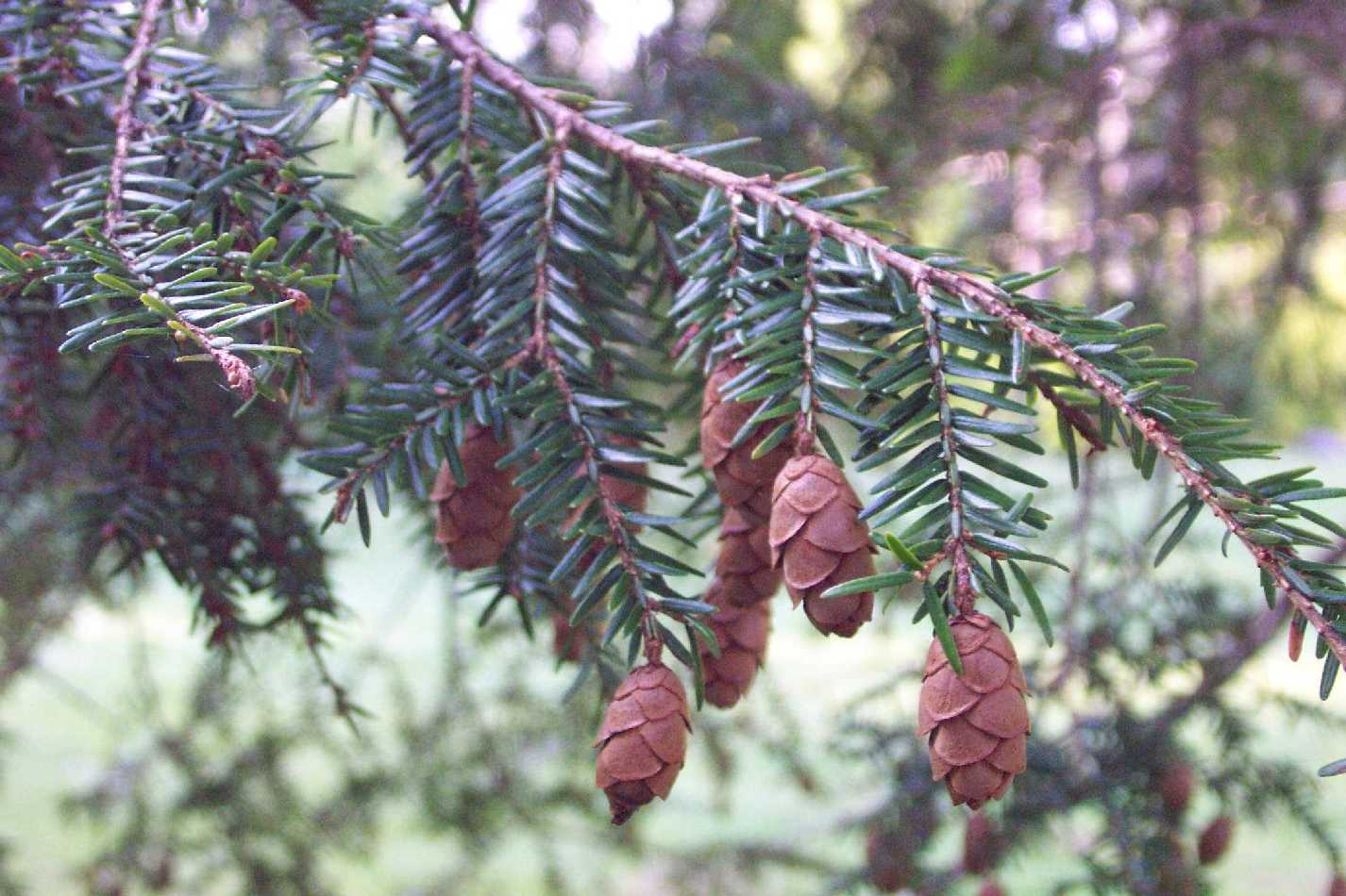 Quia - Tree Identification