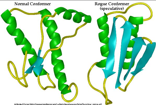 Quia - Bacteria, virus, prion, mycoplasma, endospore, virod