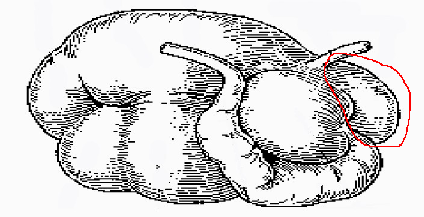 Quia - Digestive System Parts