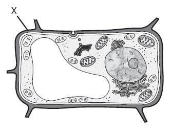 Quia - Big Test: Concentration and more!