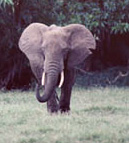 Quia - animal pictures