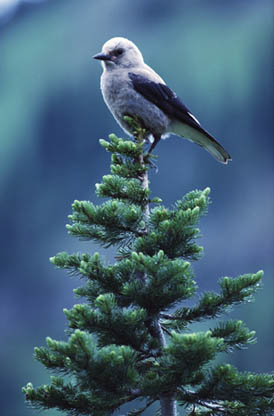 Quia - animal pictures