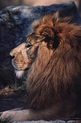 Quia - animal pictures