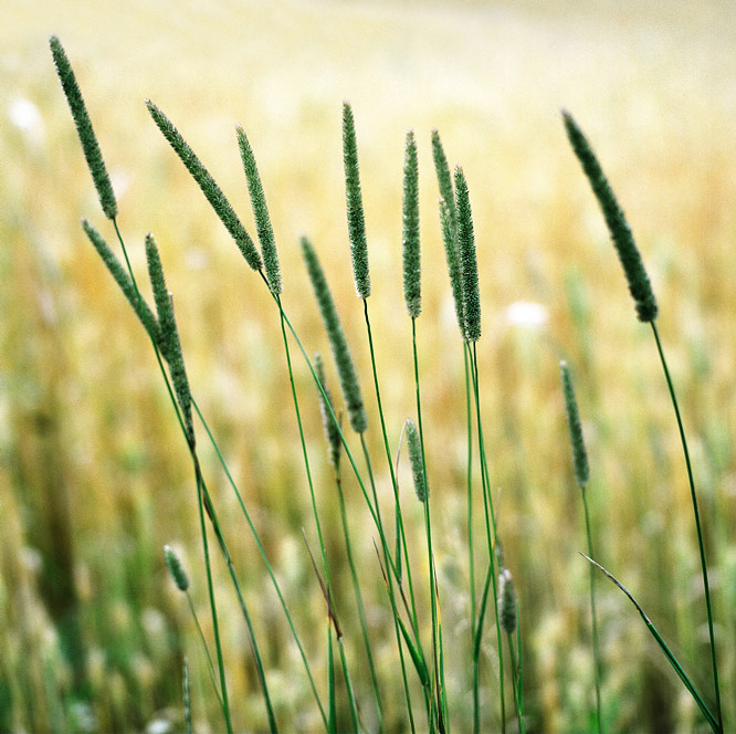 Quia - Grass Plants