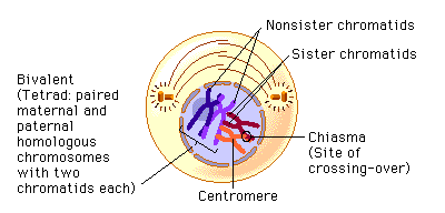 Draw The Diagram Of All Five Sub Stages Of Prophase 1 Of