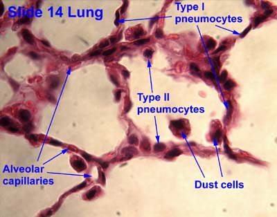 Quia - Tissues Identification Matchup