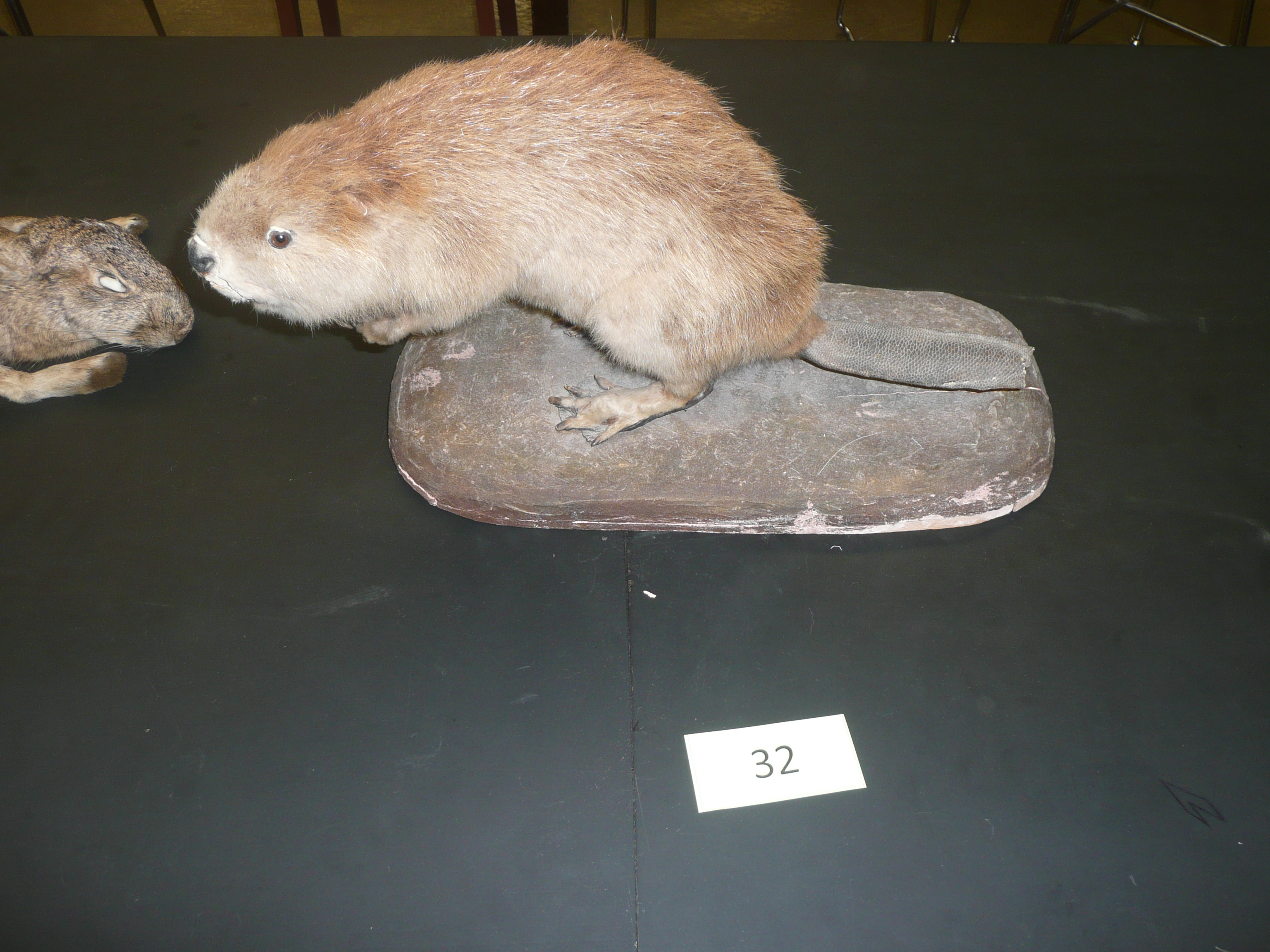 Quia - Wildlife Flashcards