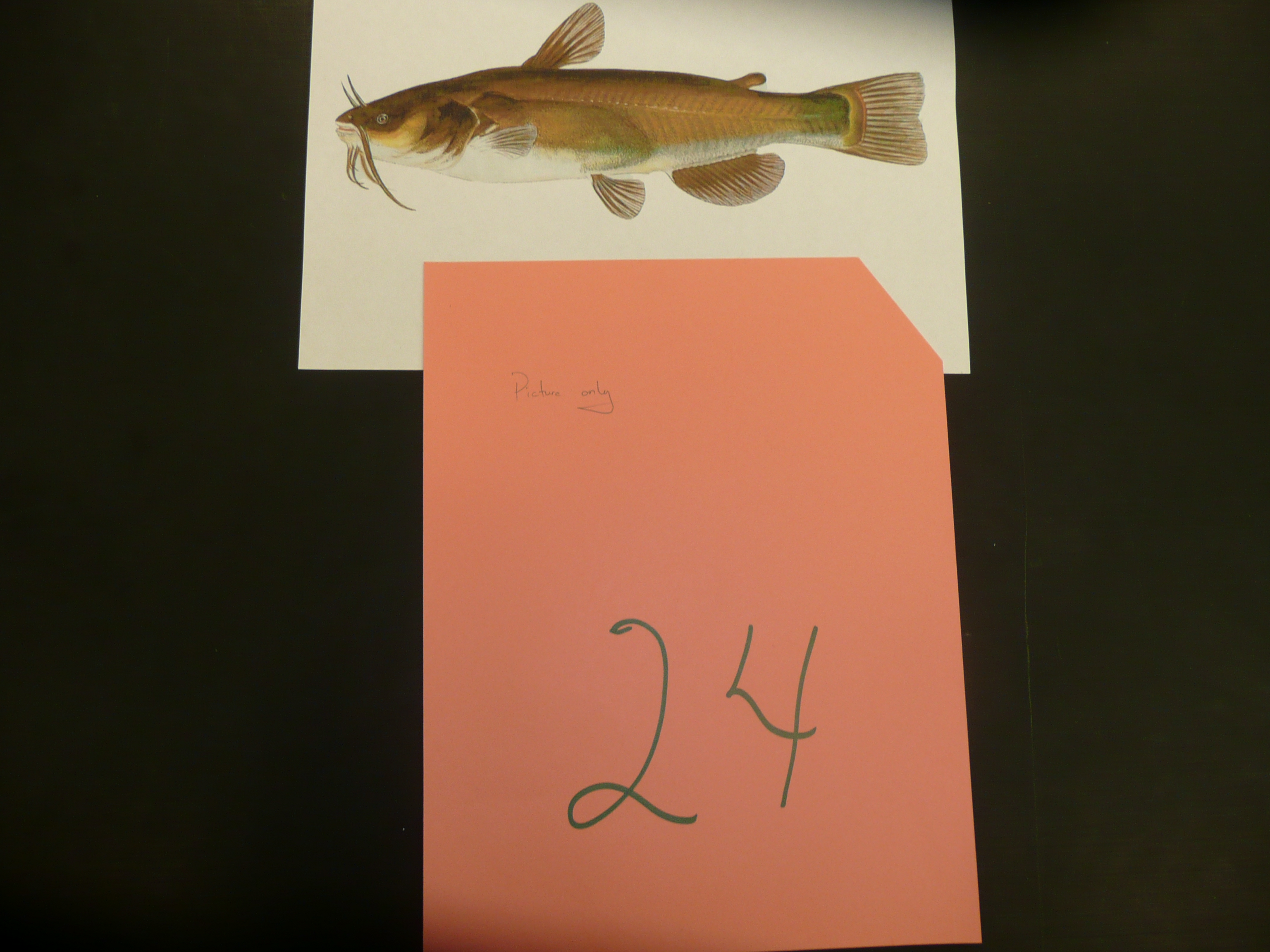 Quia - Wildlife Flashcards