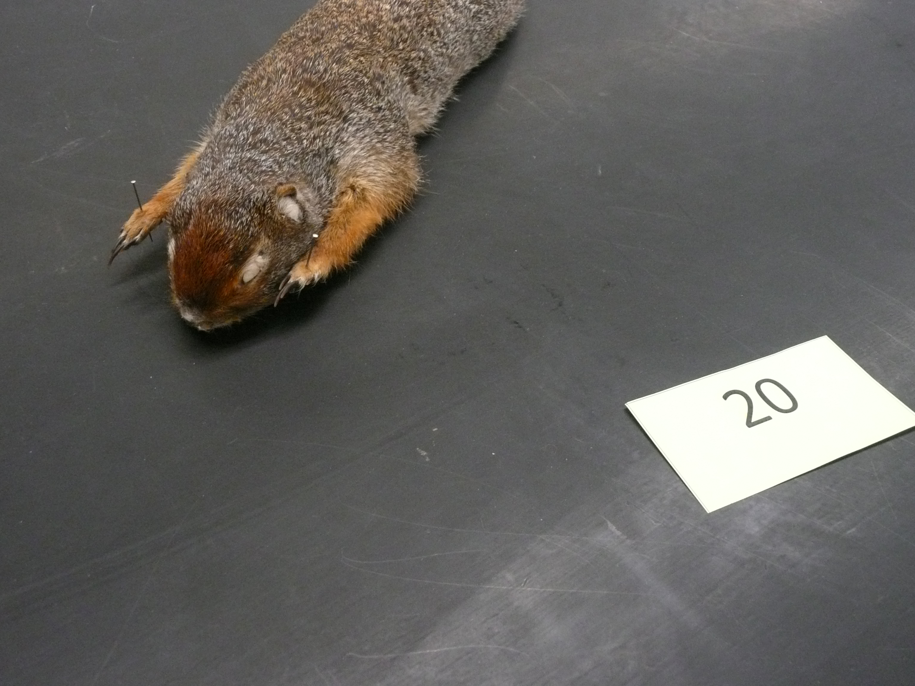 Quia - Wildlife Flashcards