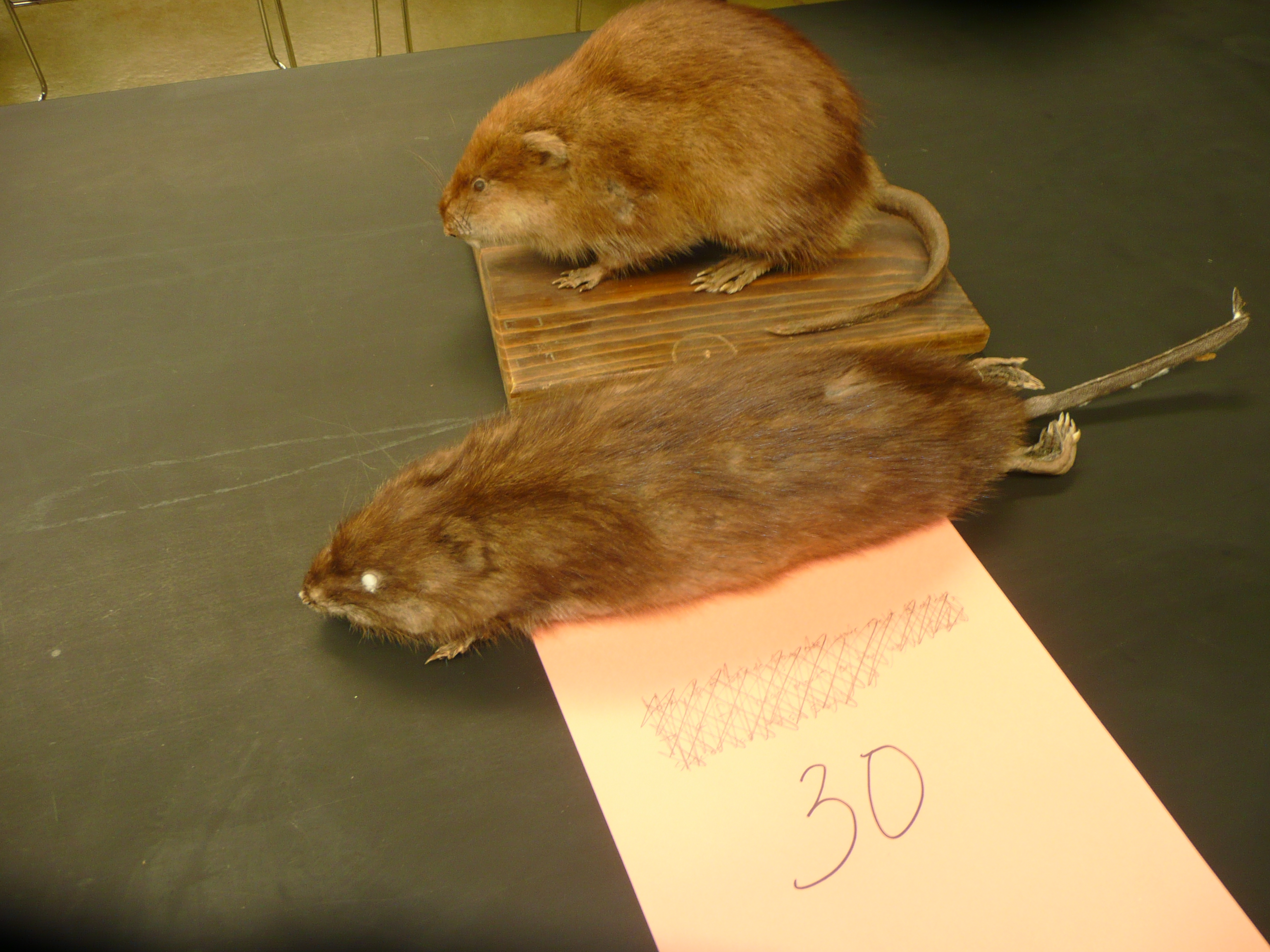 Quia - Wildlife Flashcards