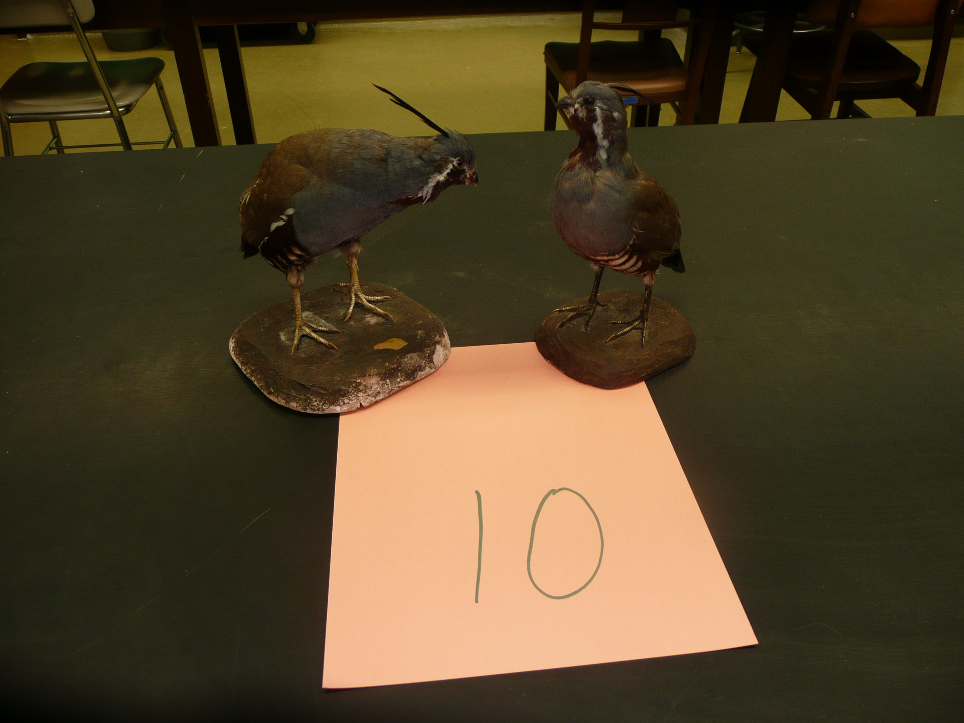 Quia - Wildlife Flashcards III