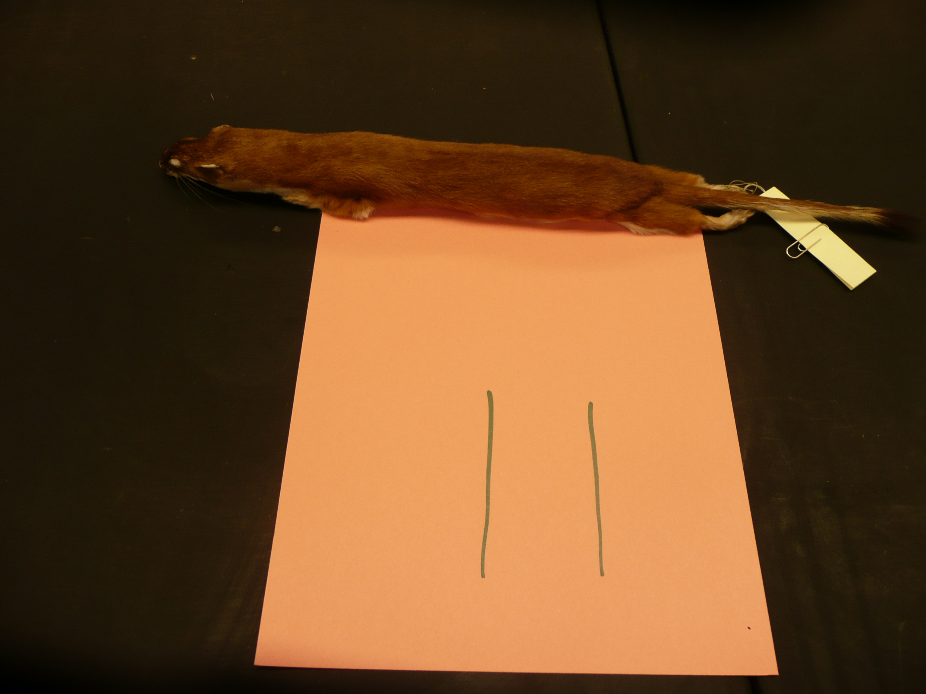 Quia - Wildlife Flashcards III