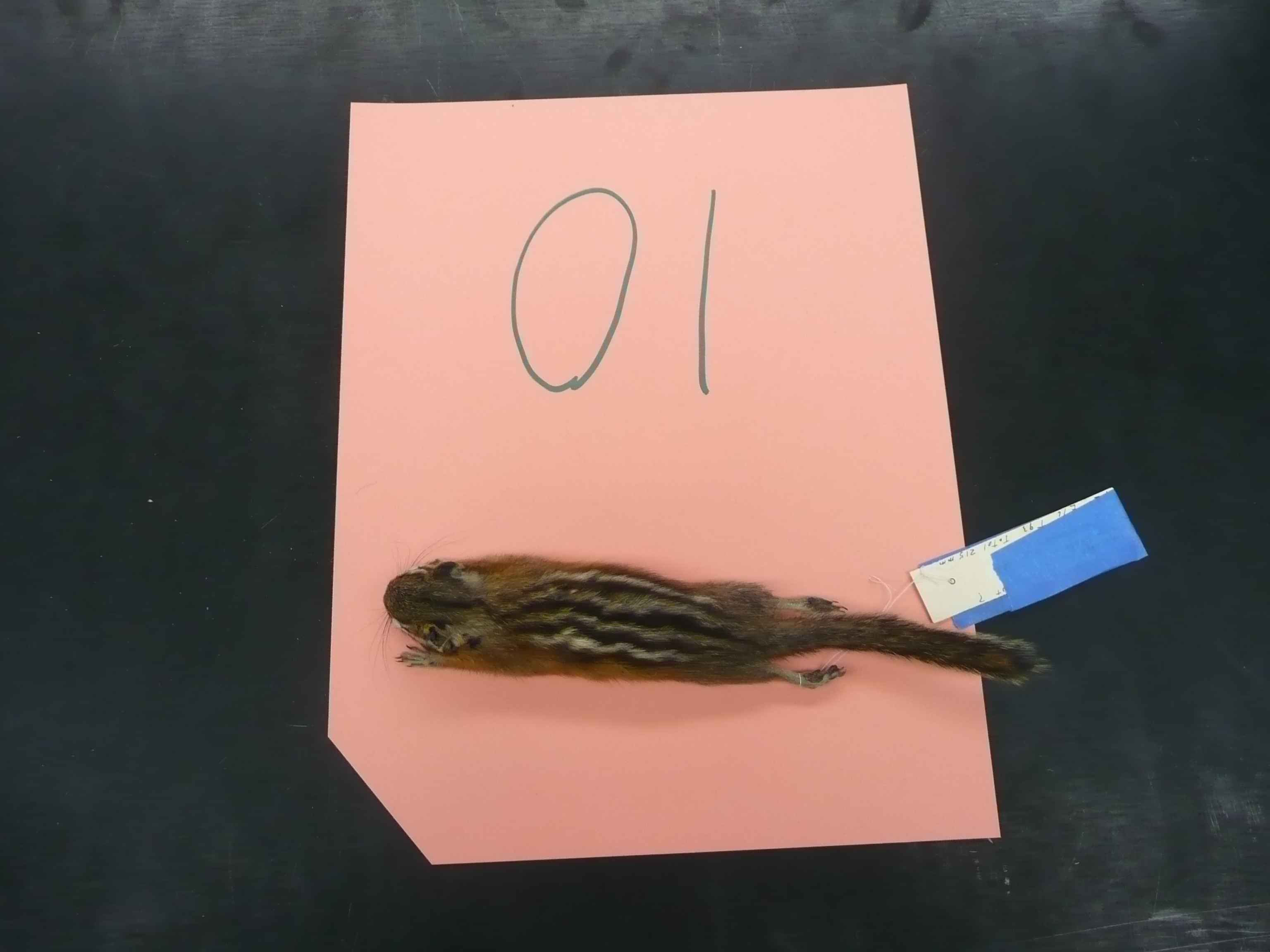 Quia - Wildlife Flashcards