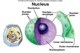 Quia - Cell Organelles