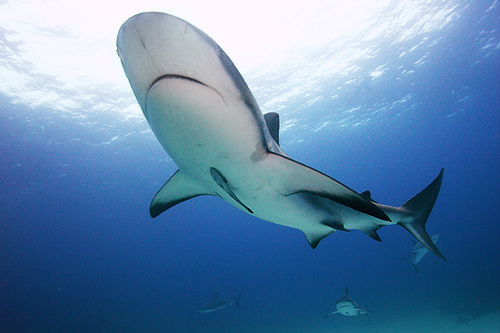 Quia - Symbiosis Word Search Game